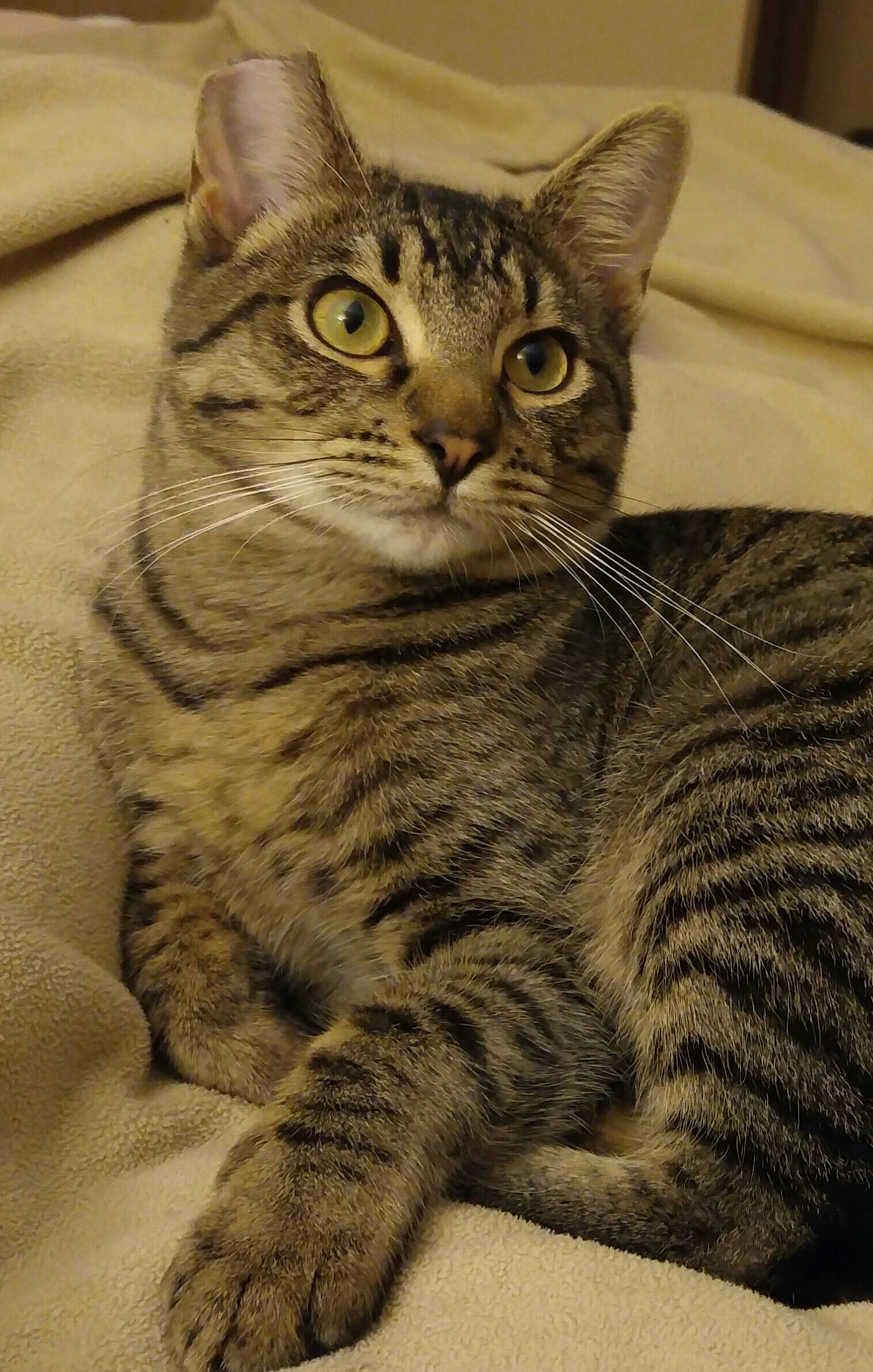 Observations from Benji the teenage cat – Cats and Trails and Garden Tales