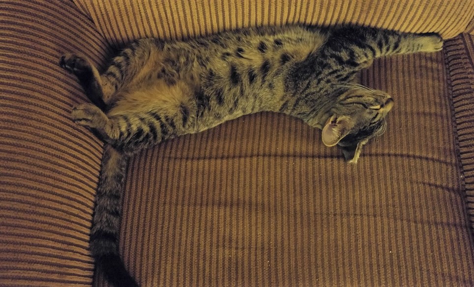 Let sleeping cats lie….. – Cats and Trails and Garden Tales