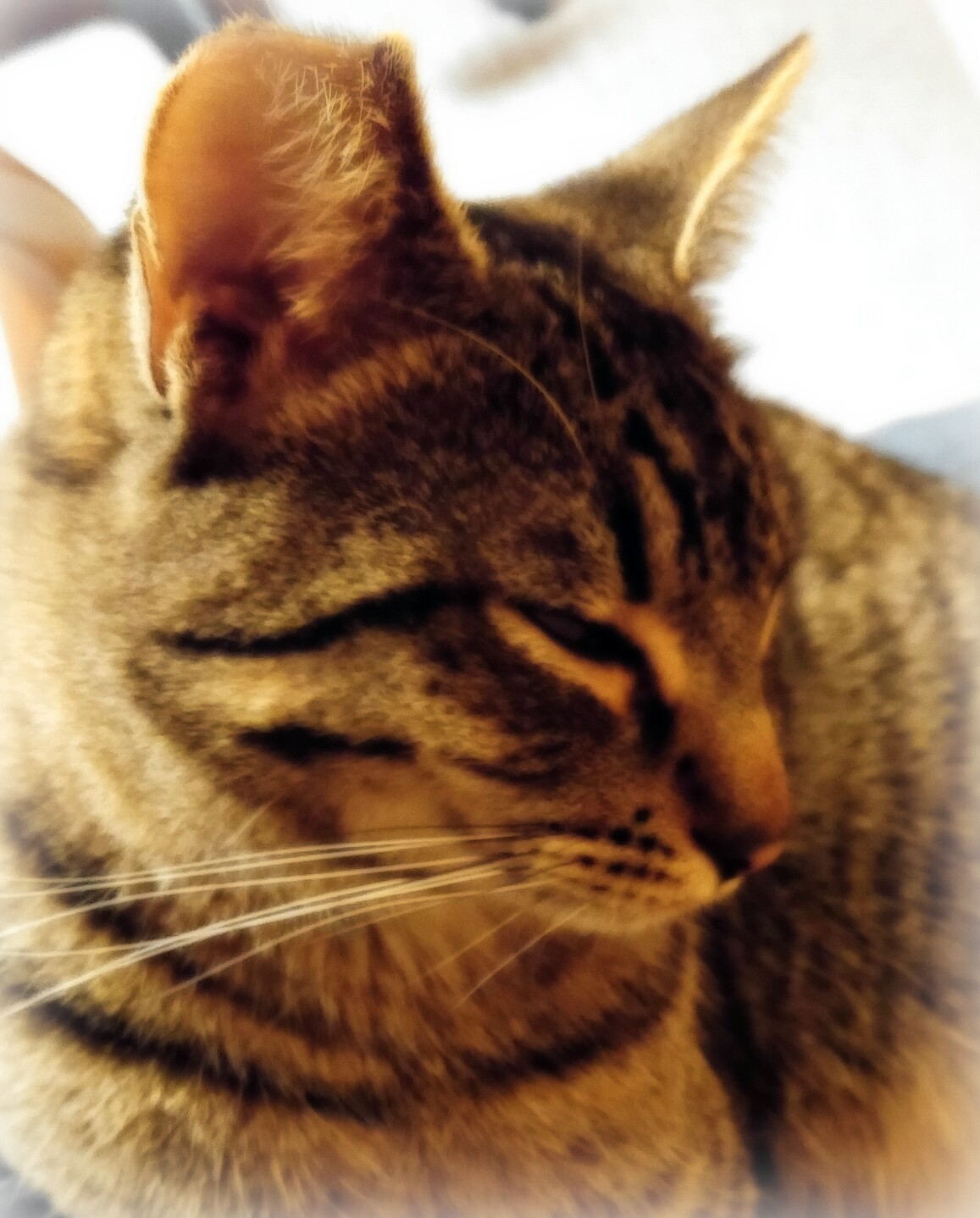 The many faces of Benji – Cats and Trails and Garden Tales