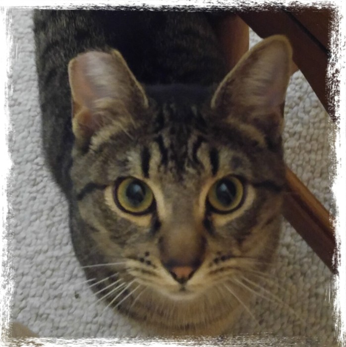 The many faces of Benji – Cats and Trails and Garden Tales