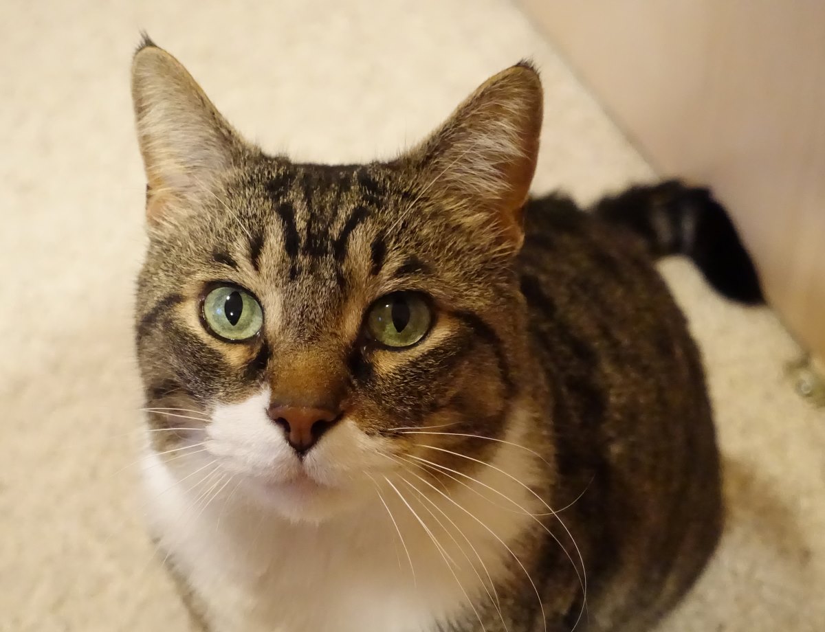 Still the Handsome Tiger – Cats and Trails and Garden Tales