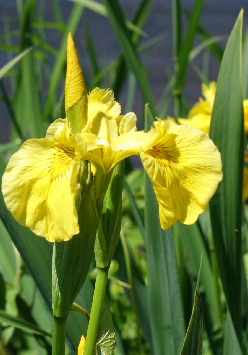 A Summer Day in May – Cats and Trails and Garden Tales