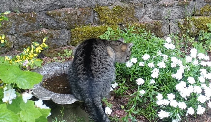 The Faithful Ones in the Early Spring Garden – Cats and Trails and ...