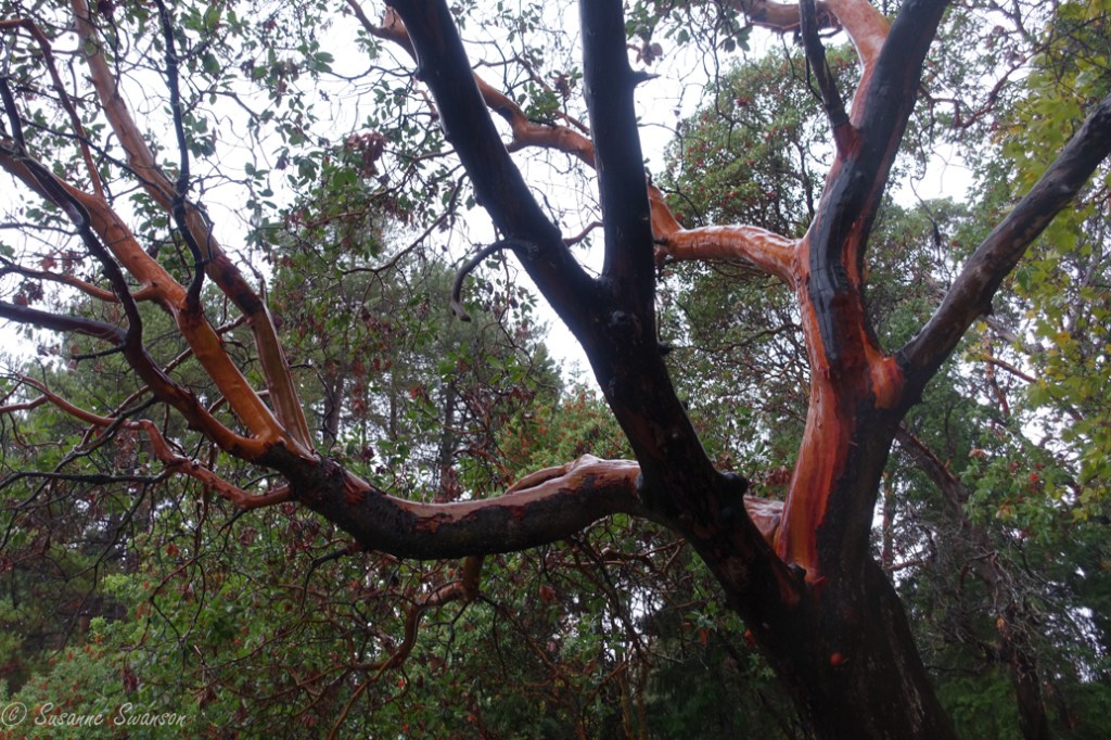 Another One of my Favorite Trees: the Madrona – Cats and Trails and ...
