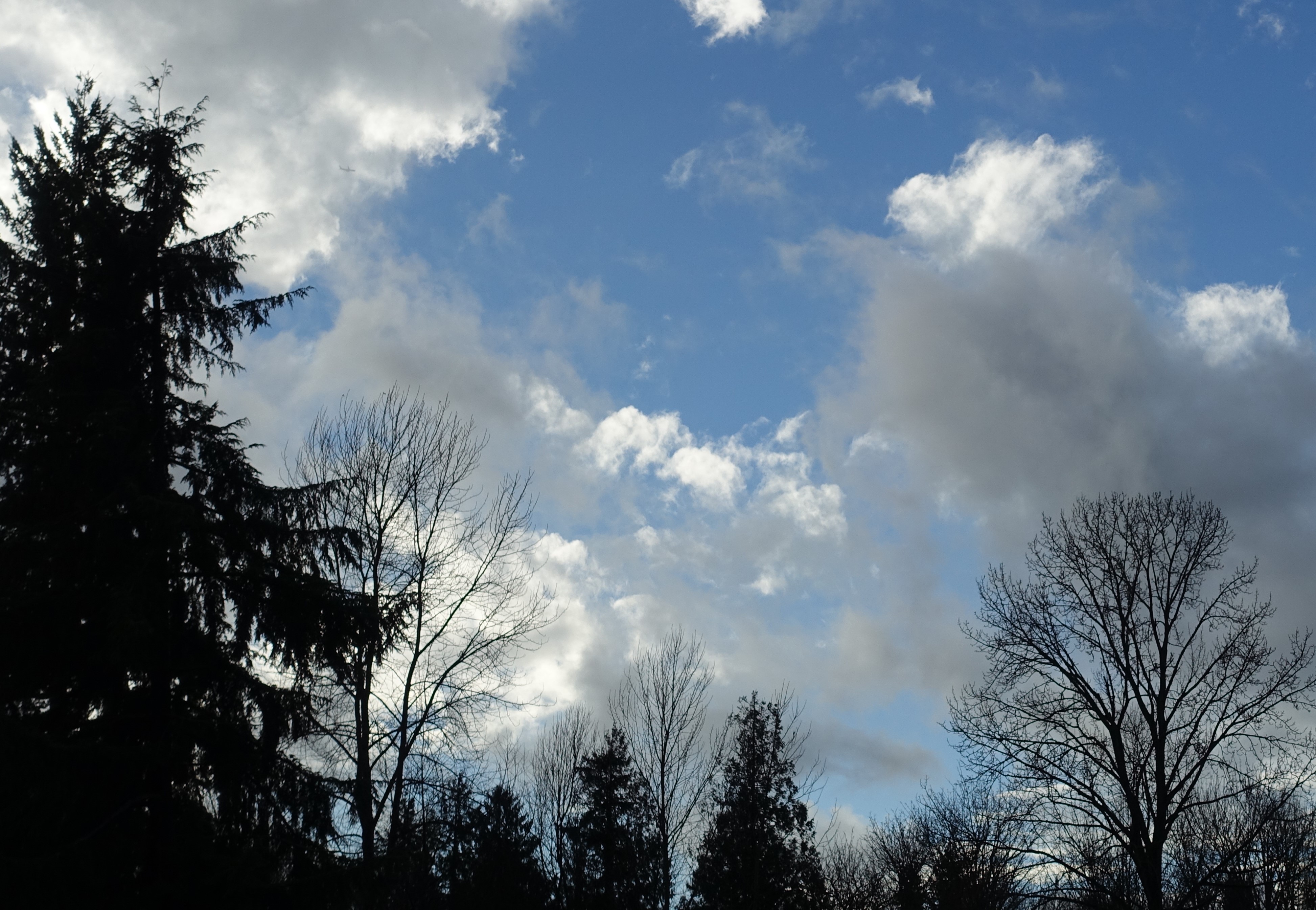 Patches of Blue – Cats and Trails and Garden Tales