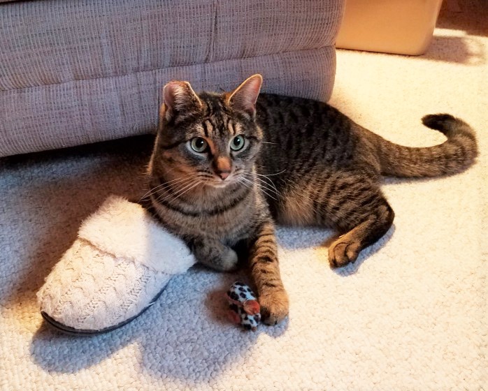 A Benji Kind of Morning – Cats and Trails and Garden Tales