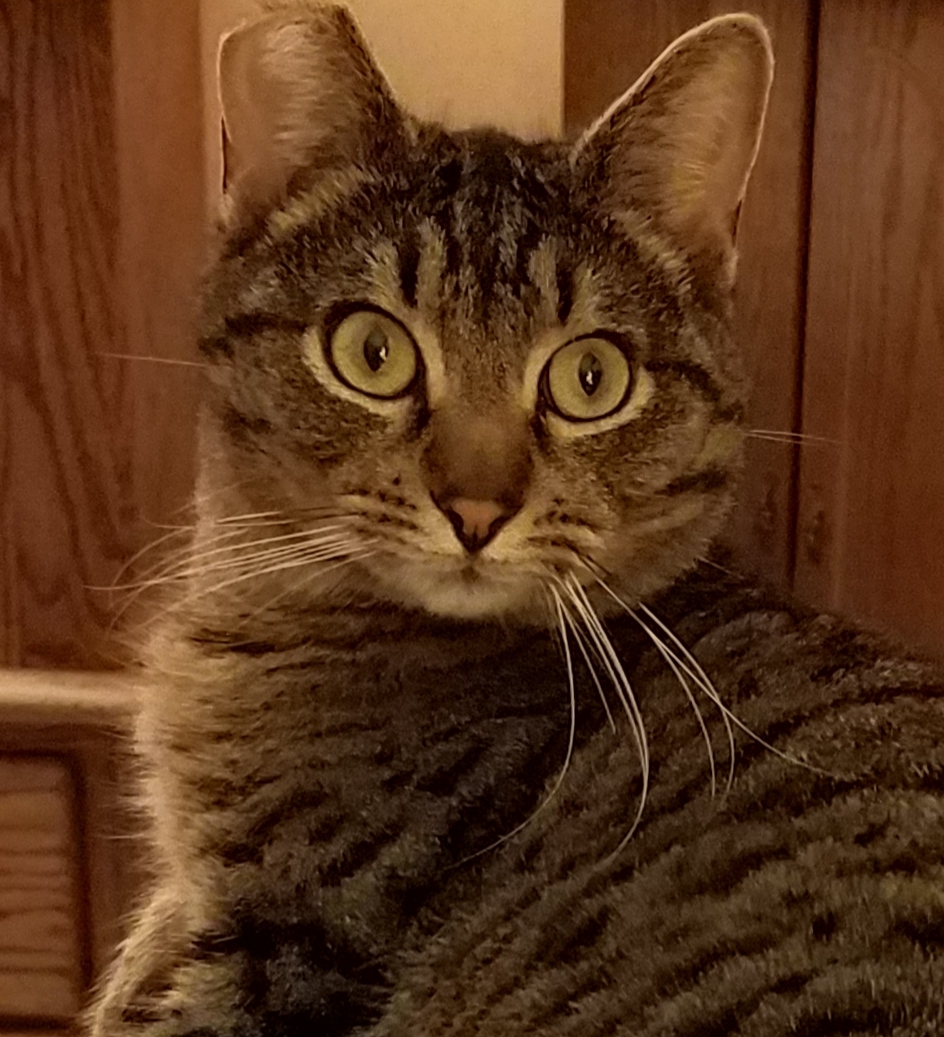 Happy Two Years with Benji – Cats and Trails and Garden Tales