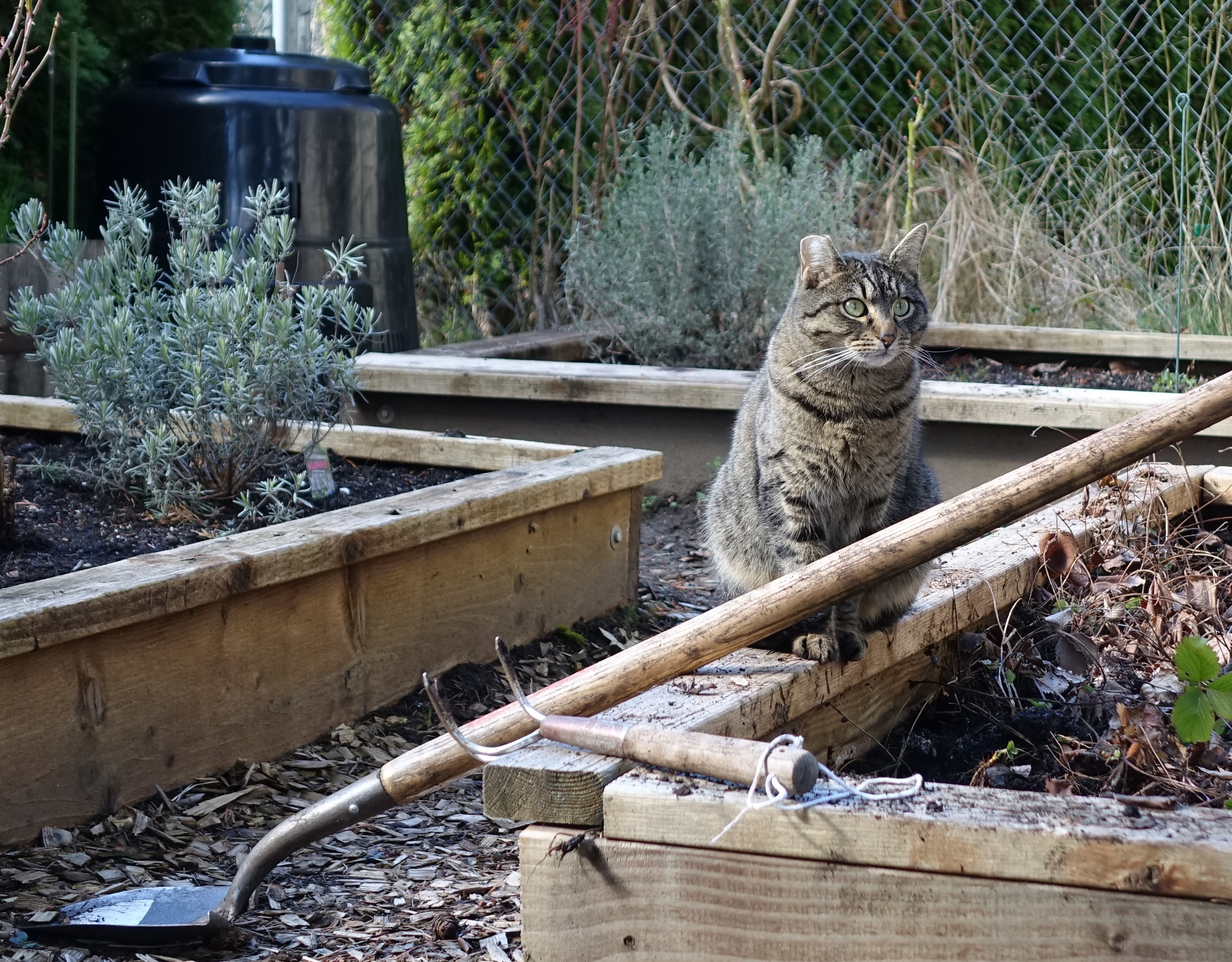Today’s Garden Story in Pictures – Cats and Trails and Garden Tales