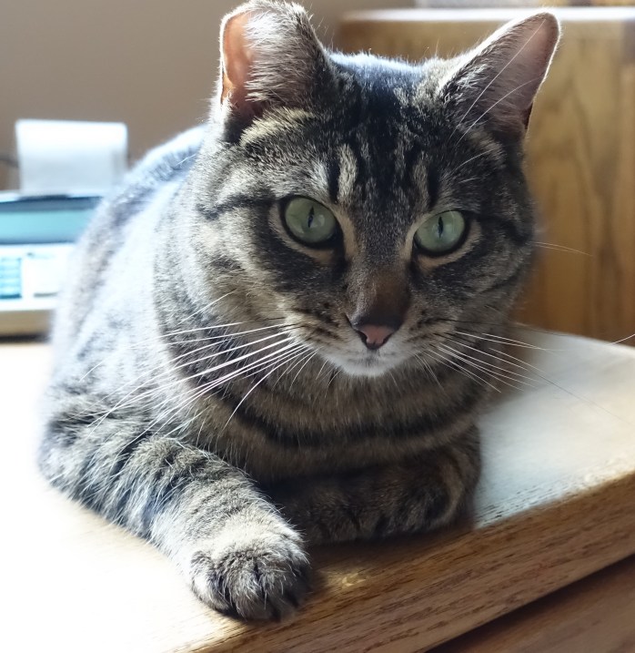 Benji the Cover Cat – Cats and Trails and Garden Tales