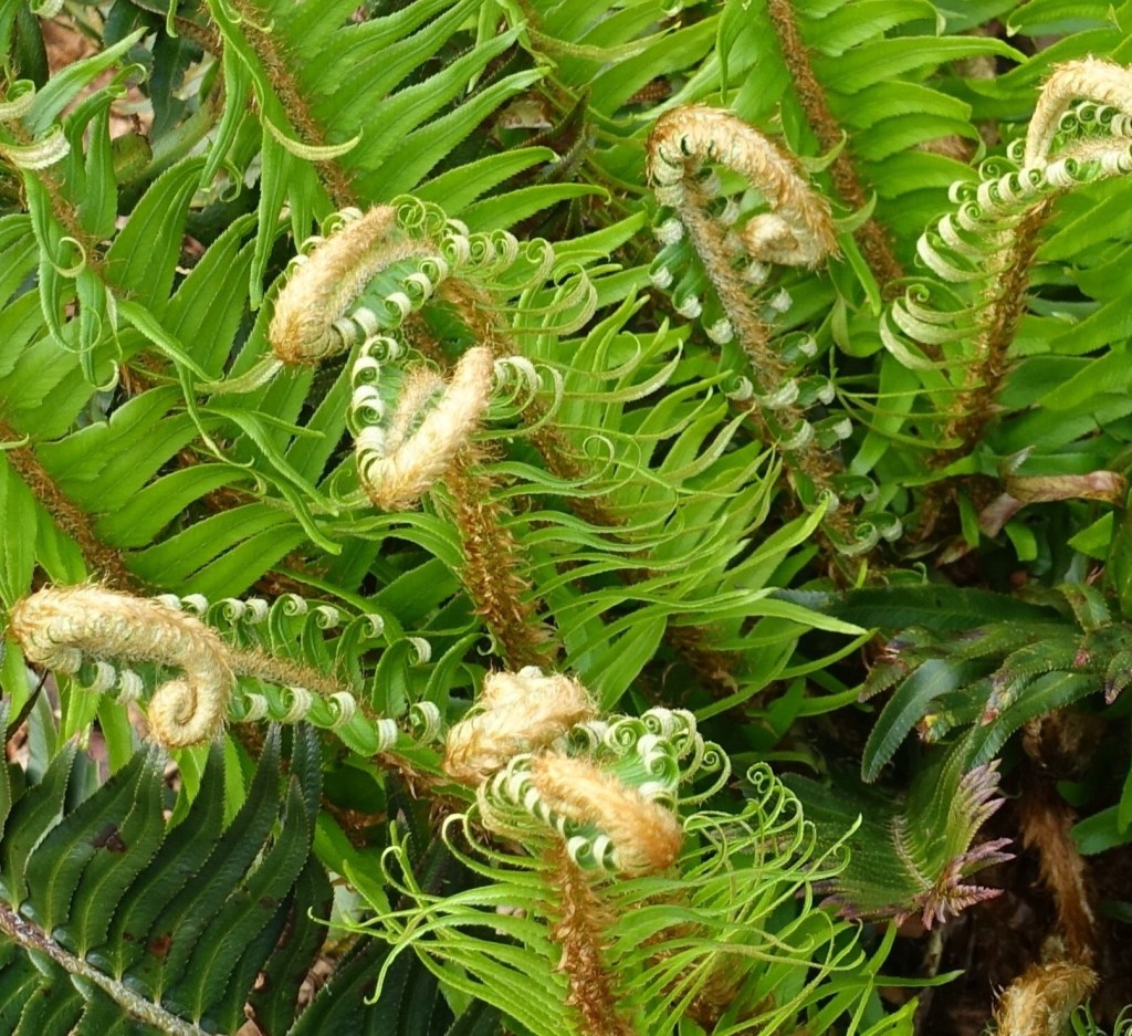The Ferns of Spring – Cats and Trails and Garden Tales