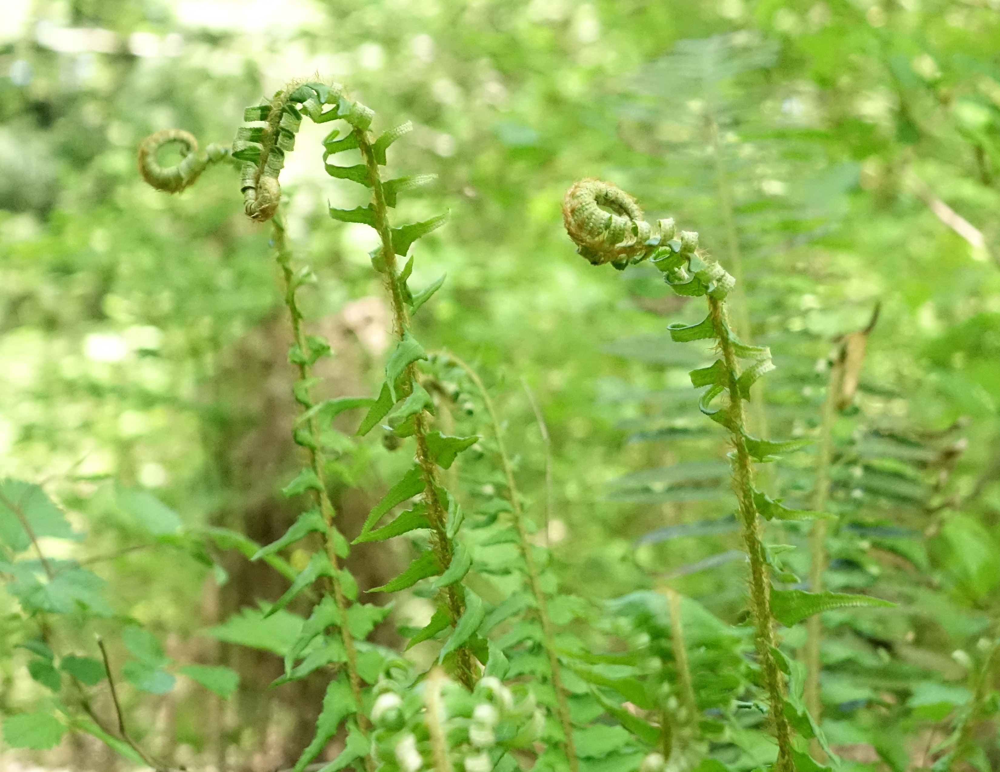The Ferns of Spring – Cats and Trails and Garden Tales