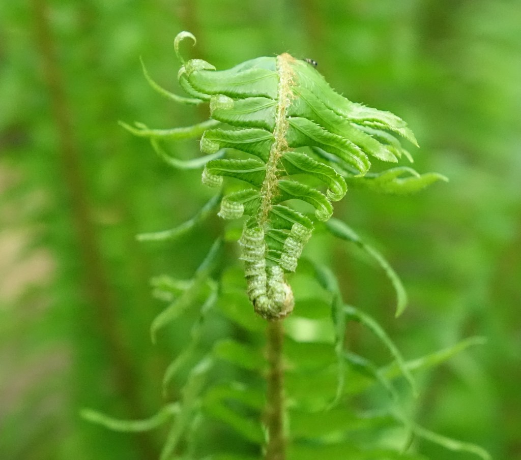 The Ferns of Spring – Cats and Trails and Garden Tales