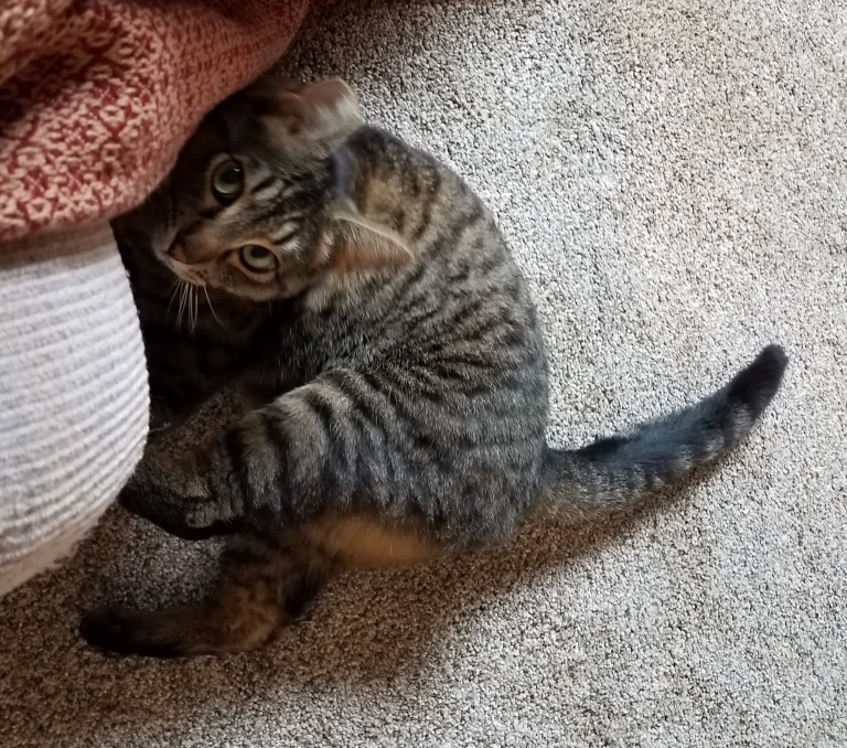 The Continuing Saga of Benji and the Chair – Cats and Trails and Garden ...
