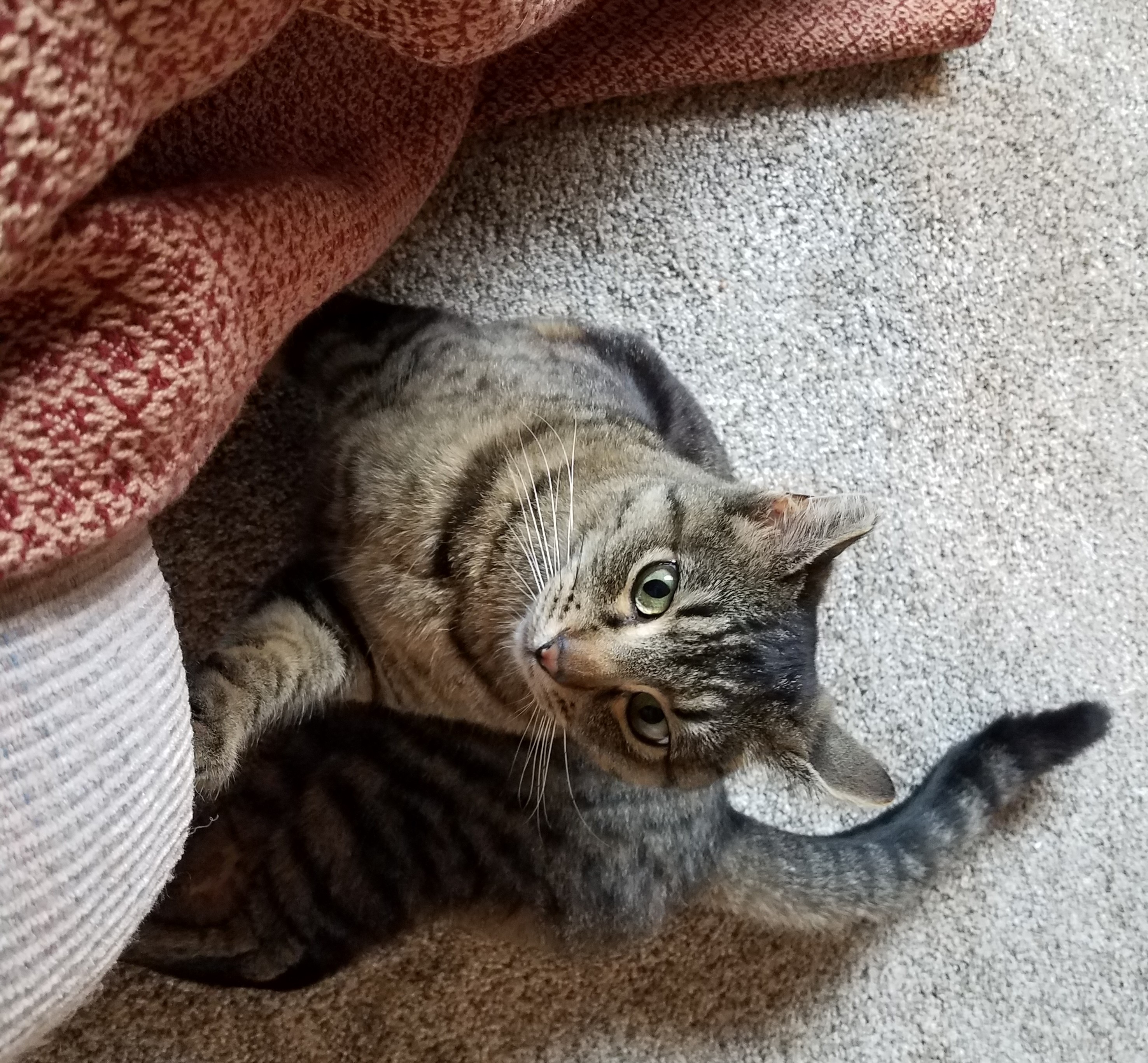 The Continuing Saga of Benji and the Chair – Cats and Trails and Garden ...