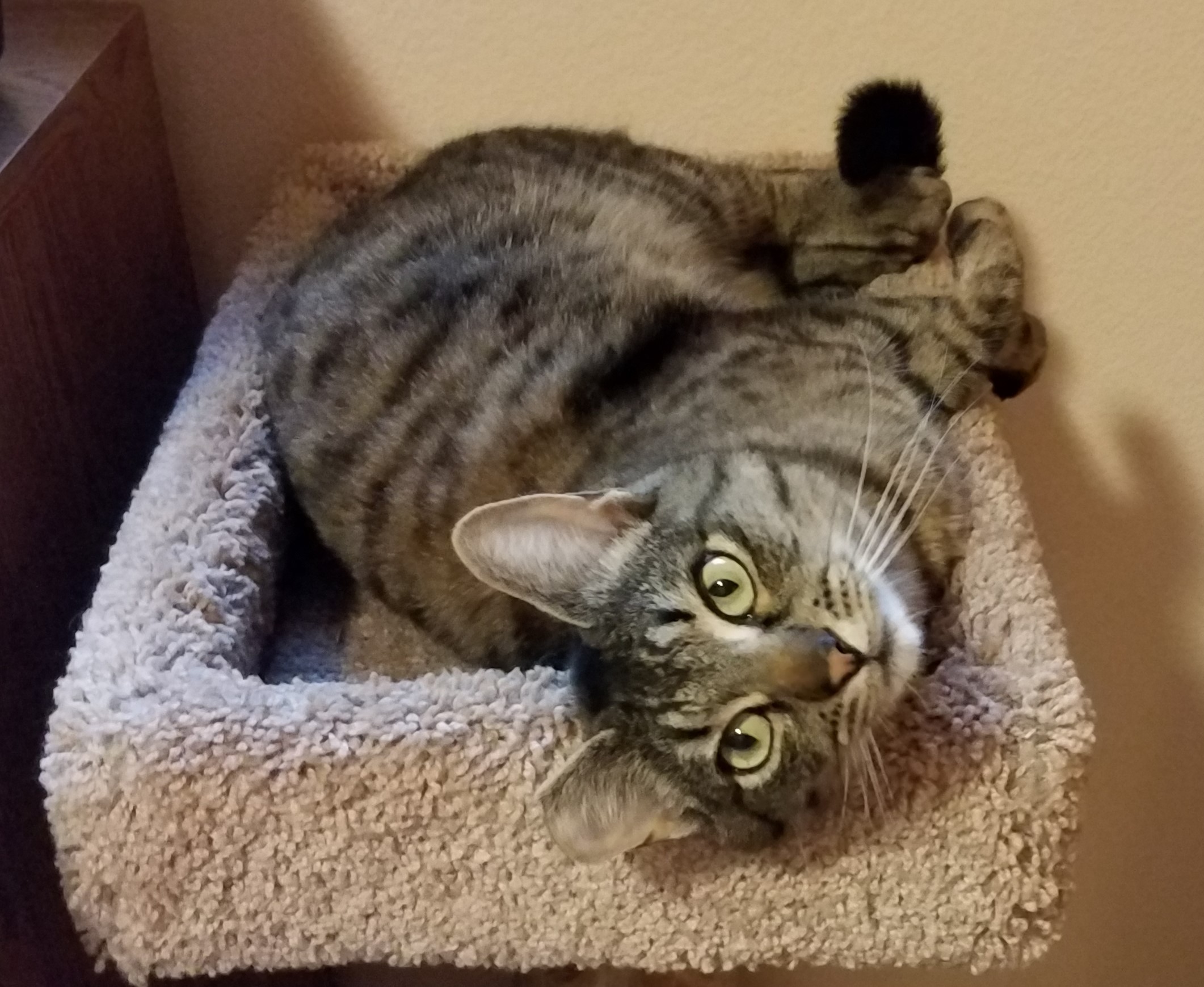 Happy Benji – Cats and Trails and Garden Tales