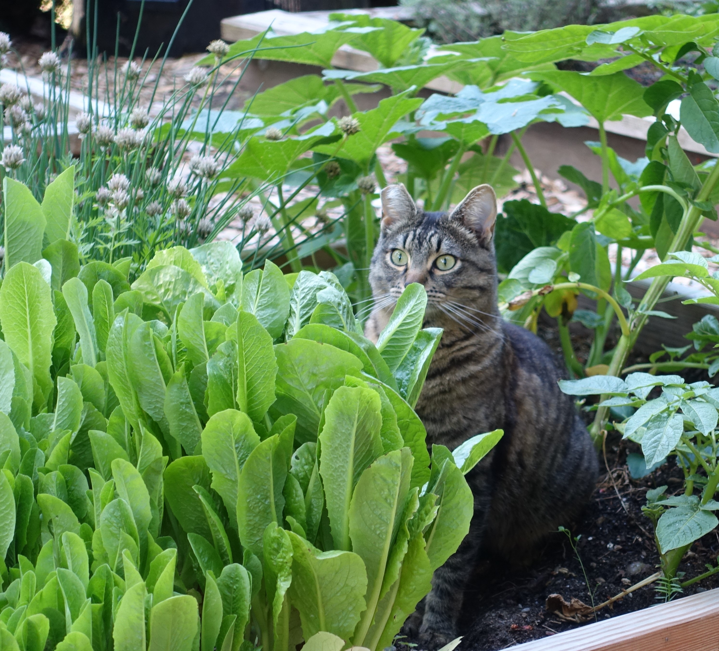 Funny Benji – Cats and Trails and Garden Tales