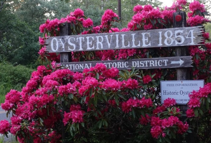 Oysterville on Willapa Bay – Cats and Trails and Garden Tales
