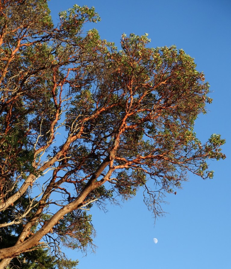 Another One of my Favorite Trees: the Madrona – Cats and Trails and ...