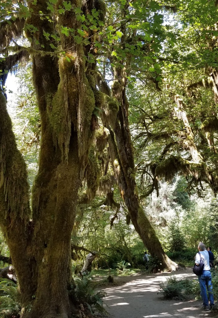 Remembering the Hoh Rain Forest – Cats and Trails and Garden Tales