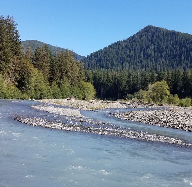 Remembering the Hoh Rain Forest – Cats and Trails and Garden Tales
