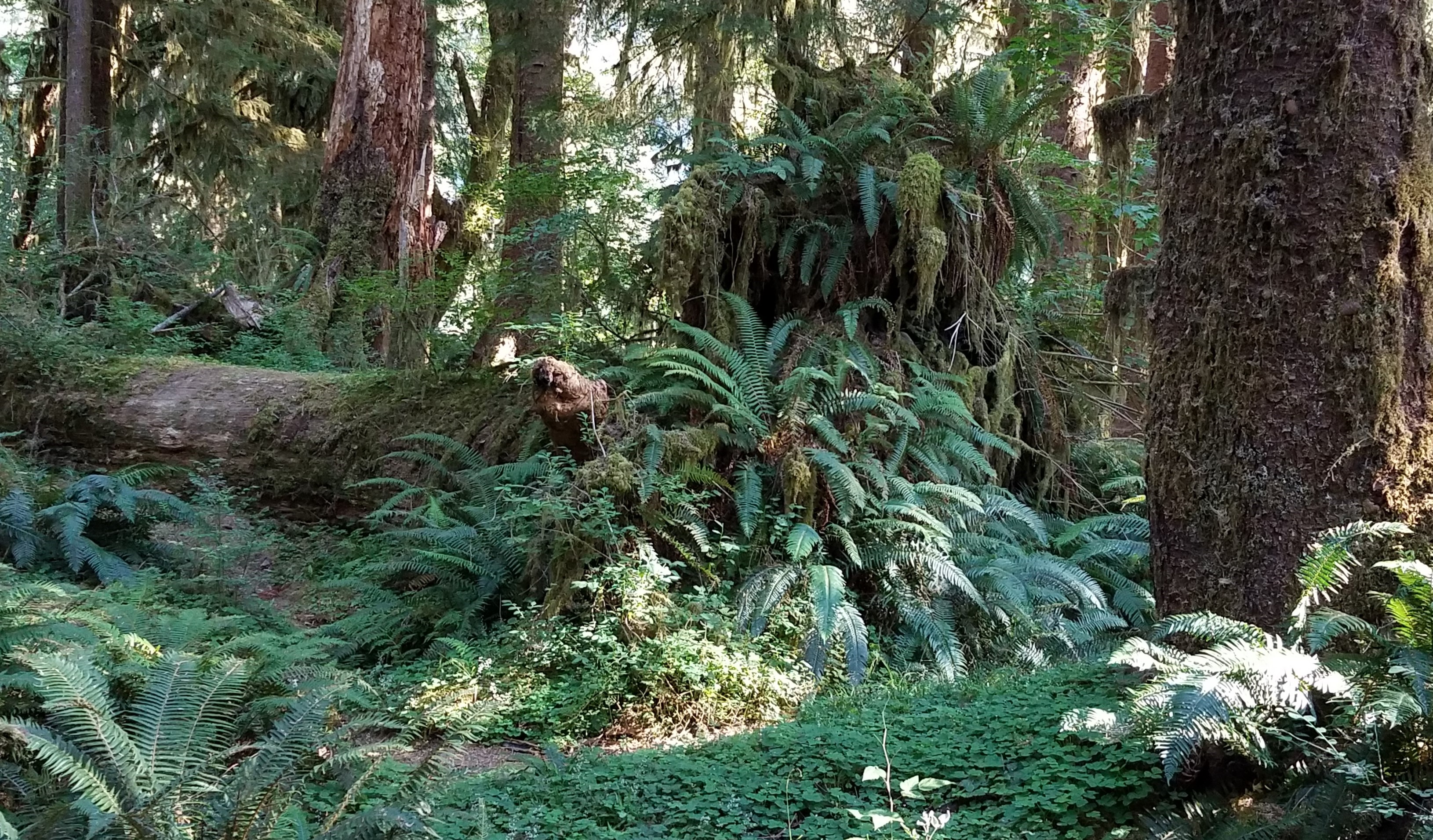 Remembering the Hoh Rain Forest – Cats and Trails and Garden Tales