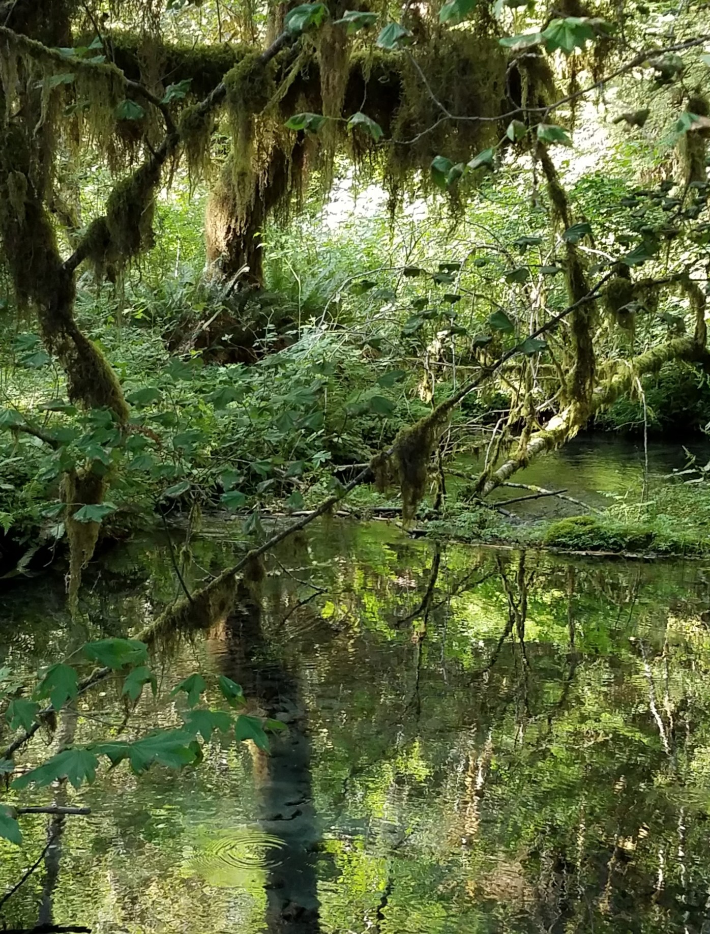 Remembering the Hoh Rain Forest – Cats and Trails and Garden Tales