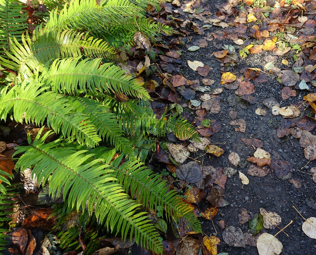 A Walk in the Woods at Shadow Lake Preserve – Cats and Trails and ...