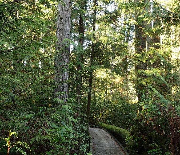 A Walk in the Woods at Shadow Lake Preserve – Cats and Trails and ...
