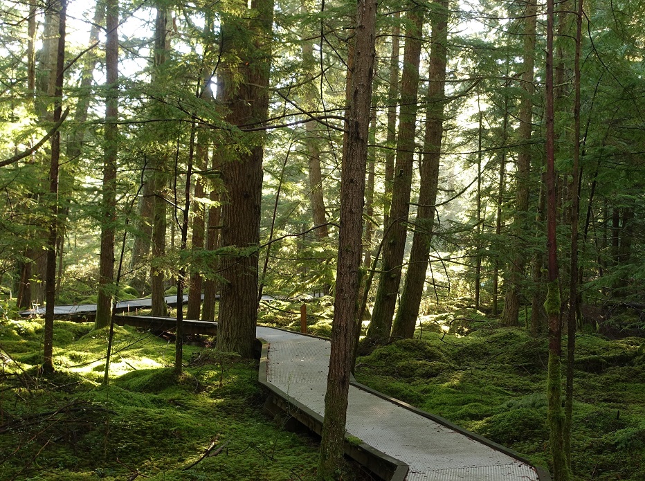 A Walk in the Woods at Shadow Lake Preserve – Cats and Trails and ...