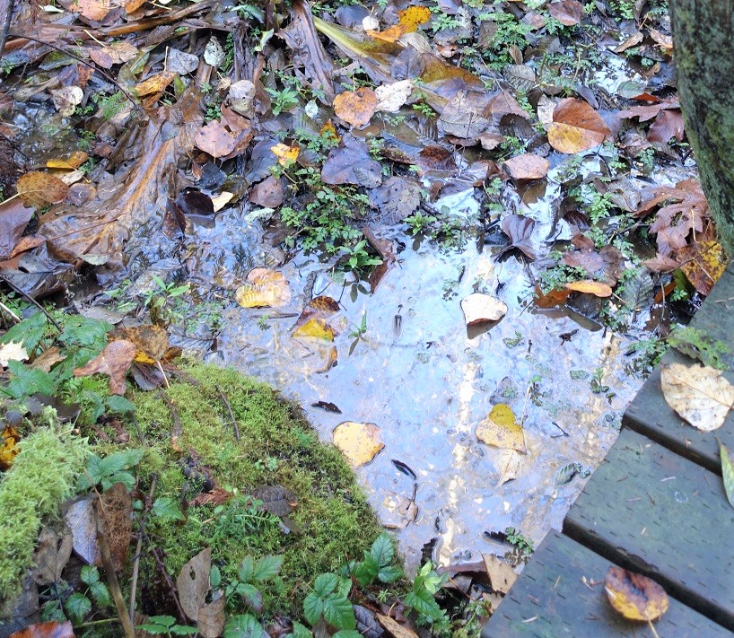 A Walk in the Woods at Shadow Lake Preserve – Cats and Trails and ...