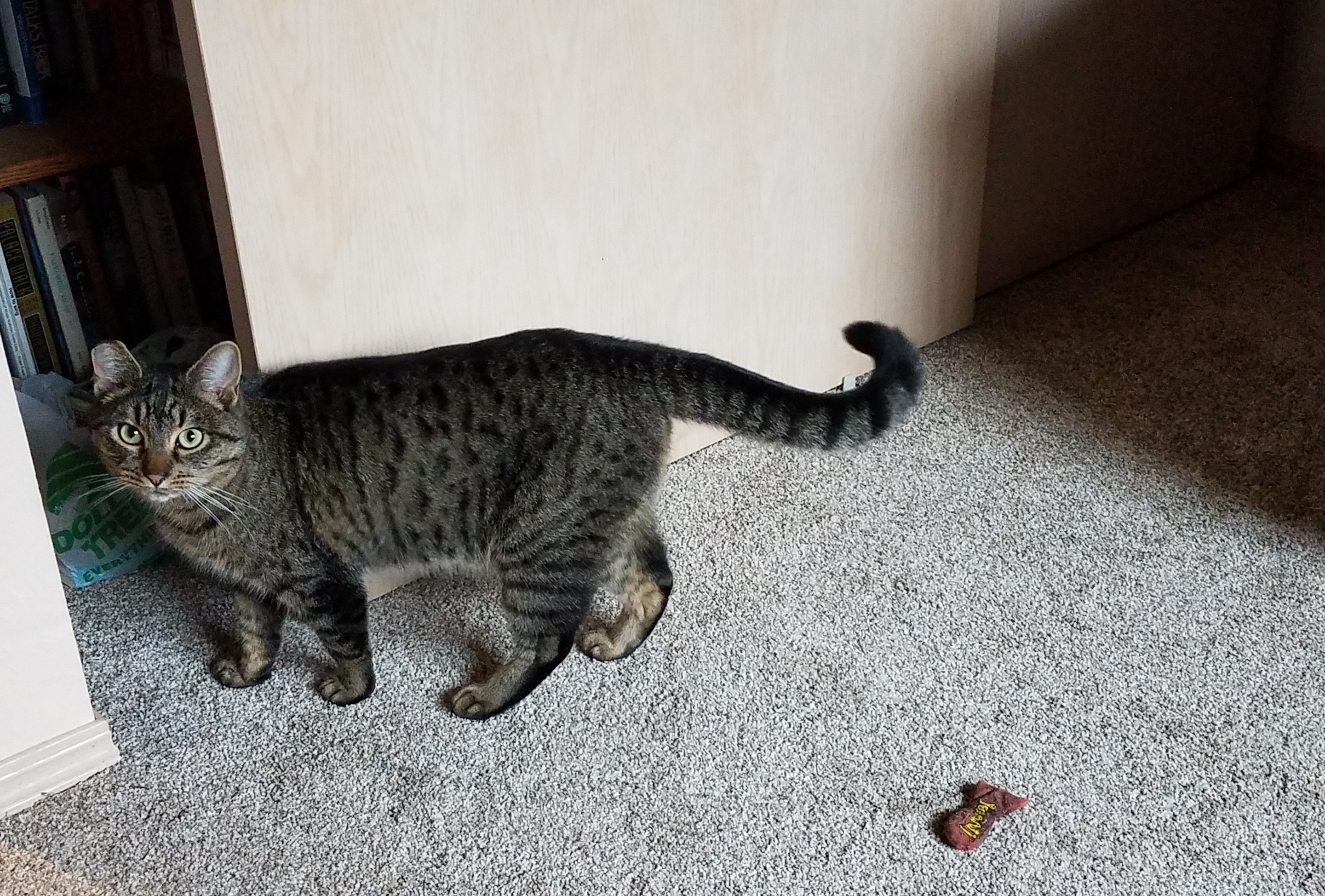 Benji’s Fishy – Cats and Trails and Garden Tales