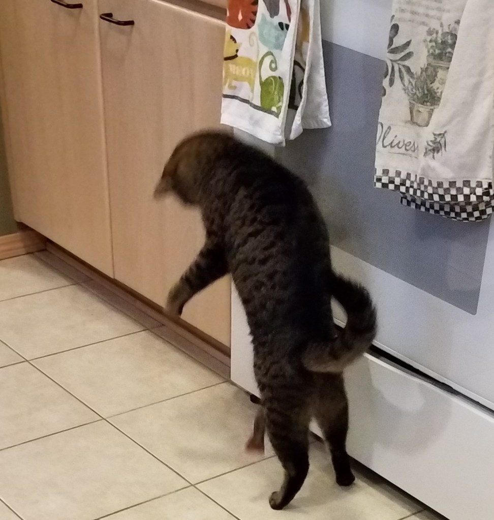 Benji’s Fishy – Cats and Trails and Garden Tales