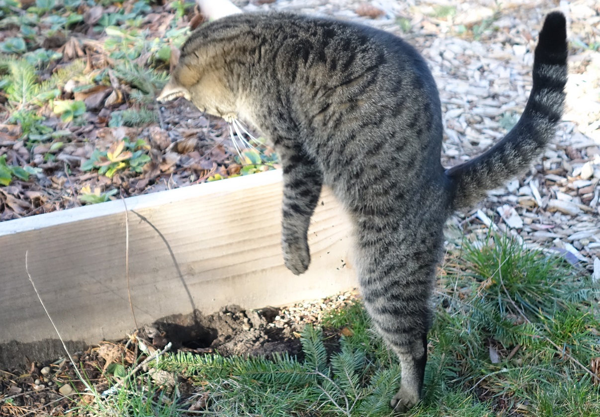 Benji – A Question of Heritage – Cats and Trails and Garden Tales