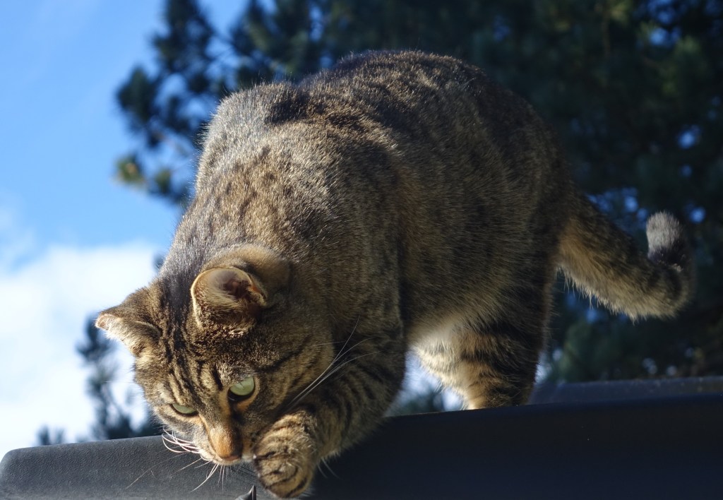 Benji and the High Life – Cats and Trails and Garden Tales