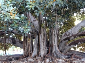 A Rainy Day at Historic Balboa Park – Cats and Trails and Garden Tales