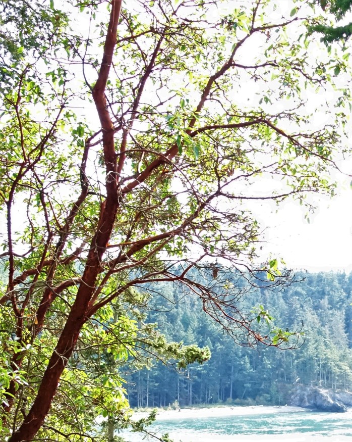 Another One of my Favorite Trees: the Madrona – Cats and Trails and ...