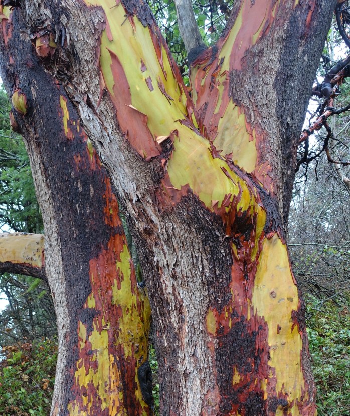 Another One of my Favorite Trees: the Madrona – Cats and Trails and ...