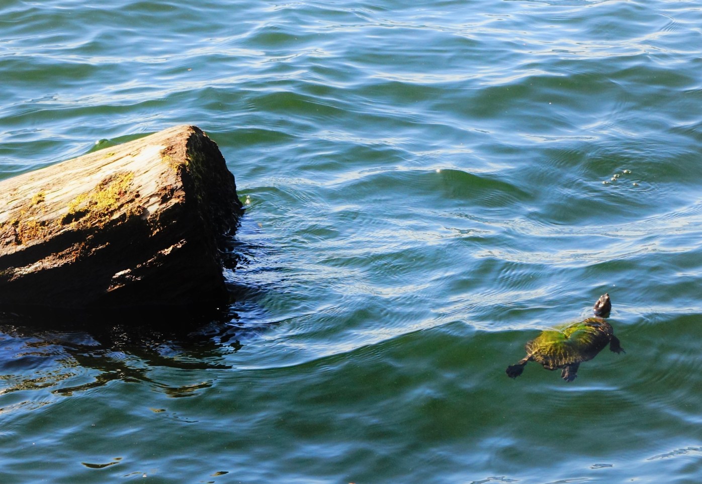 A Walk at Coulon Park on the Last Day of Winter – Cats and Trails and ...