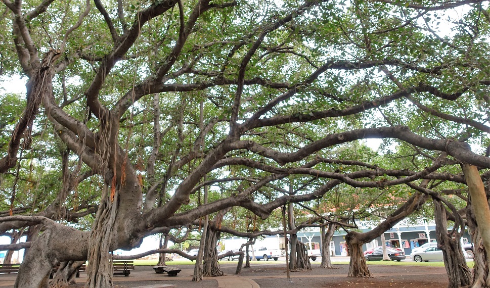 A ‘Wow’ Road Trip on Maui – Cats and Trails and Garden Tales