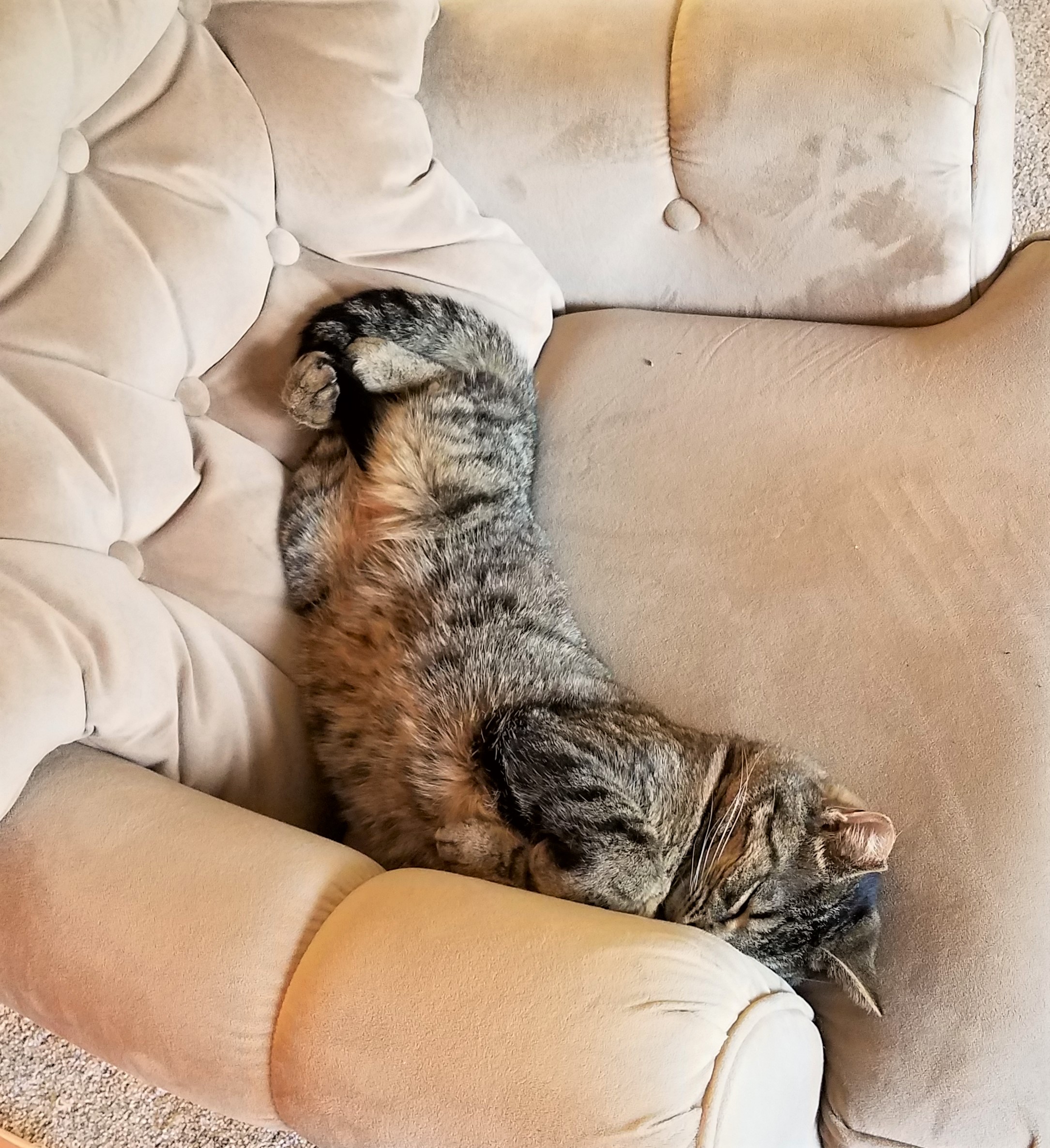 Benji the Cute Sleeper – Cats and Trails and Garden Tales