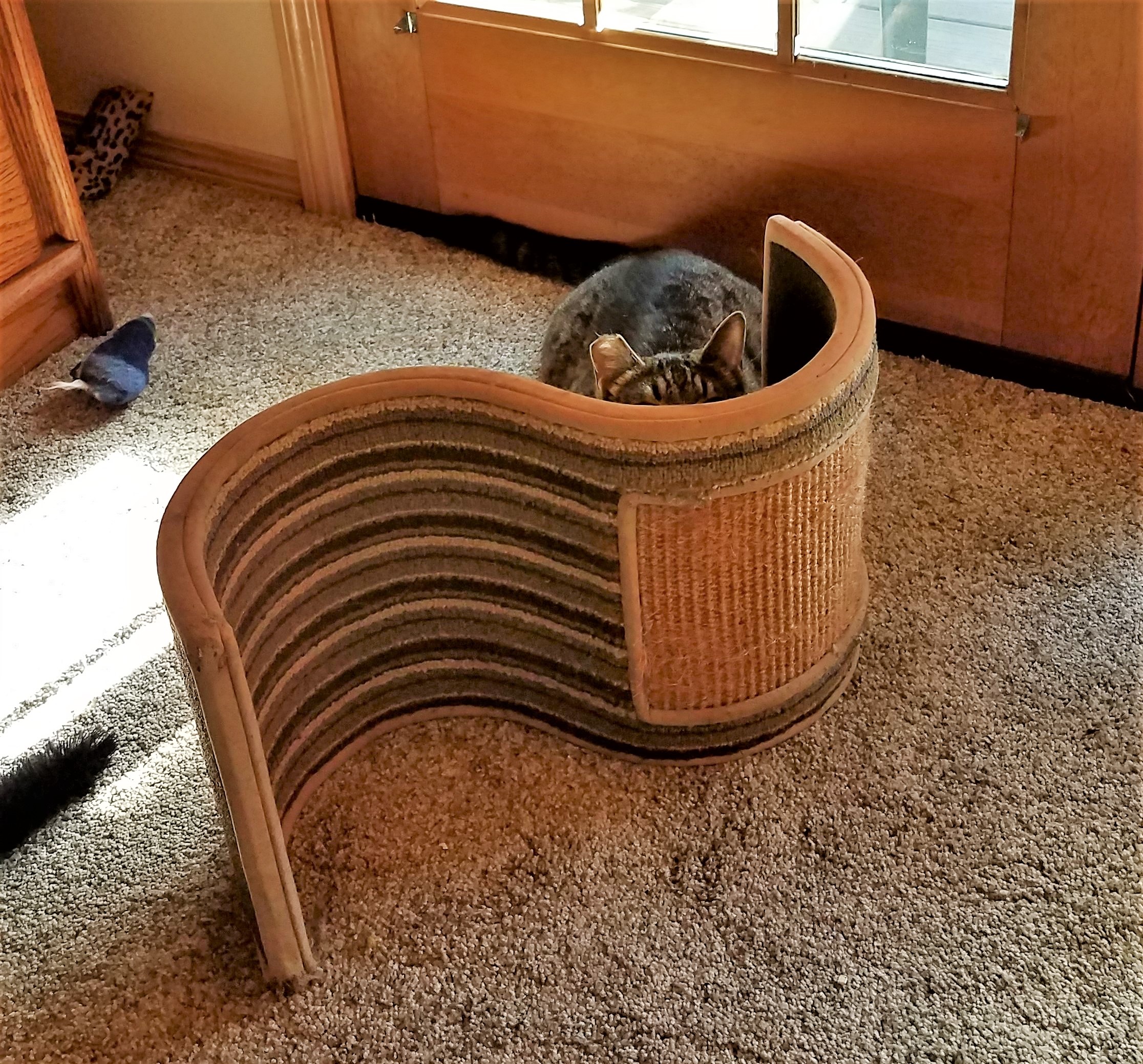 Benji is the Best Medicine – Cats and Trails and Garden Tales