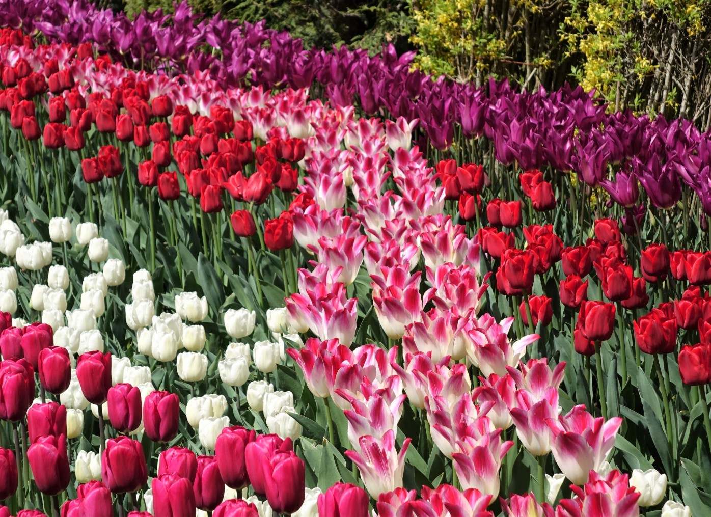 Dazzled by the Tulips at Roozengaarde – Cats and Trails and Garden Tales
