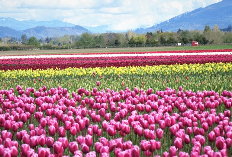 Dazzled by the Tulips at Roozengaarde – Cats and Trails and Garden Tales
