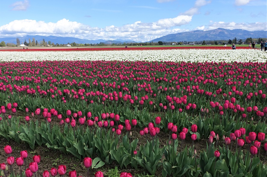 Dazzled by the Tulips at Roozengaarde – Cats and Trails and Garden Tales