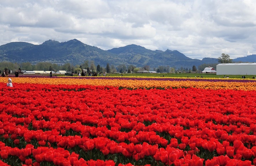 Dazzled by the Tulips at Roozengaarde – Cats and Trails and Garden Tales