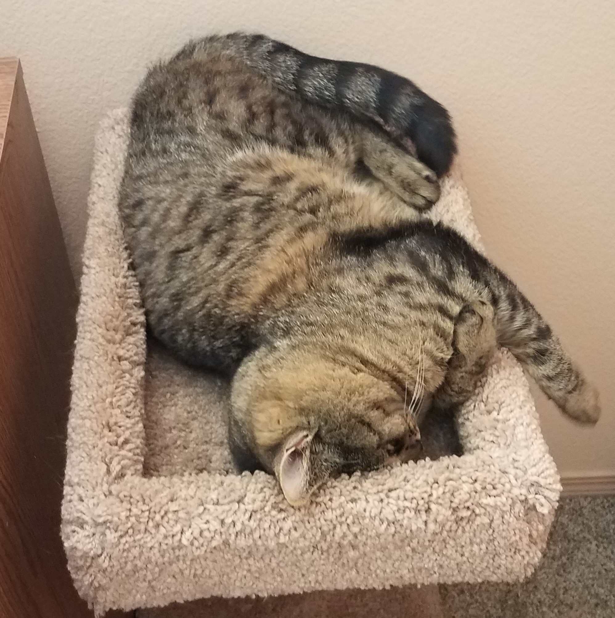 Benji’s Perch – Cats and Trails and Garden Tales