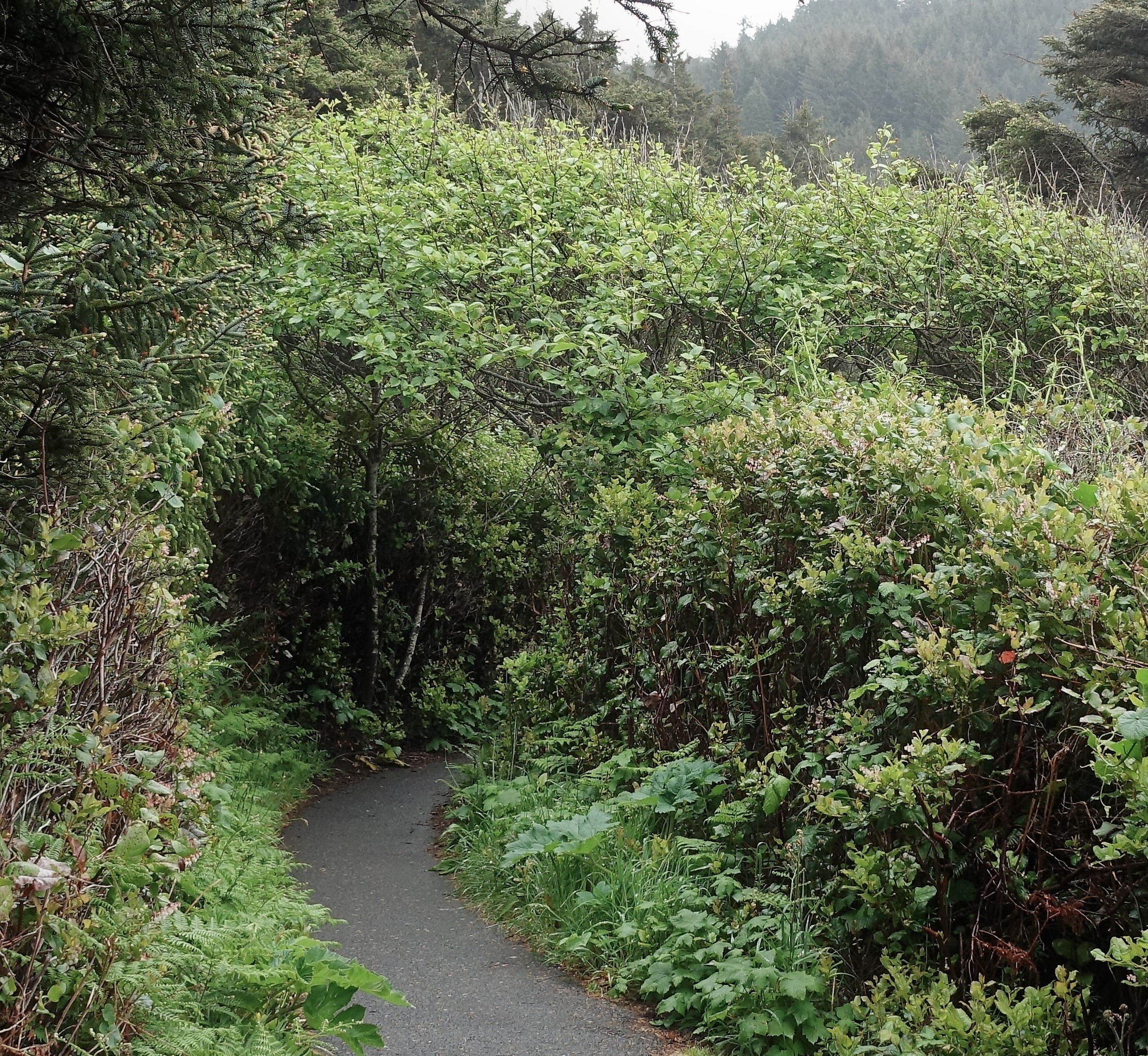 Scenes from the Oregon Coast – Yachats, Devil’s Churn and Face Rock ...