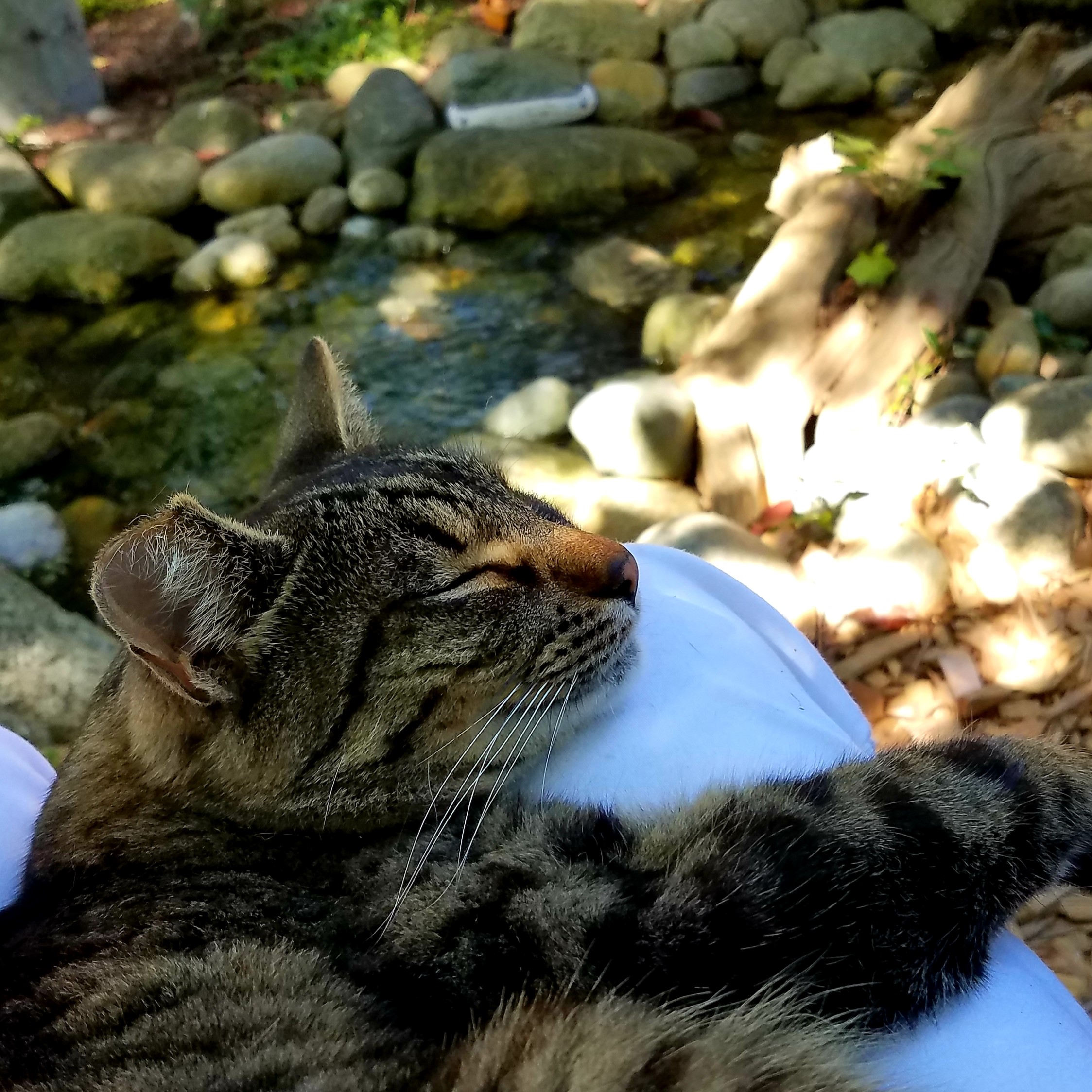 Another Tale of Tiger and Benji – Cats and Trails and Garden Tales