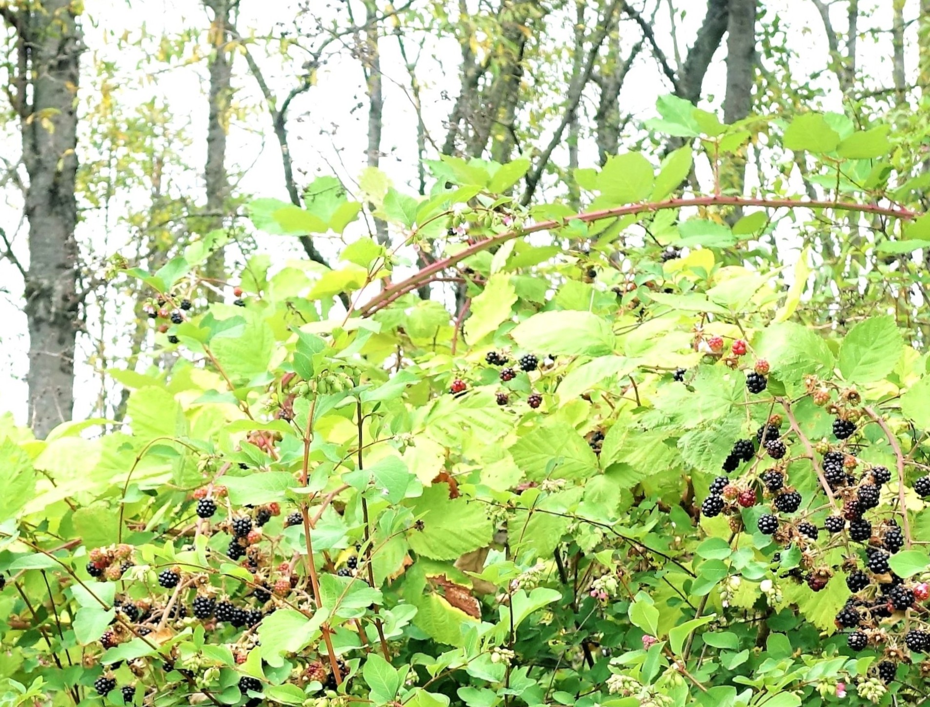 Berry Picking with Mom – Cats and Trails and Garden Tales