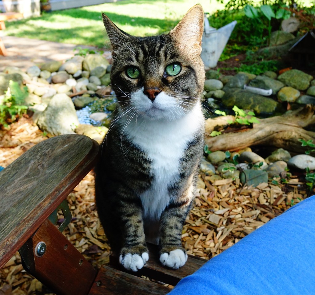 Another Tale of Tiger and Benji – Cats and Trails and Garden Tales